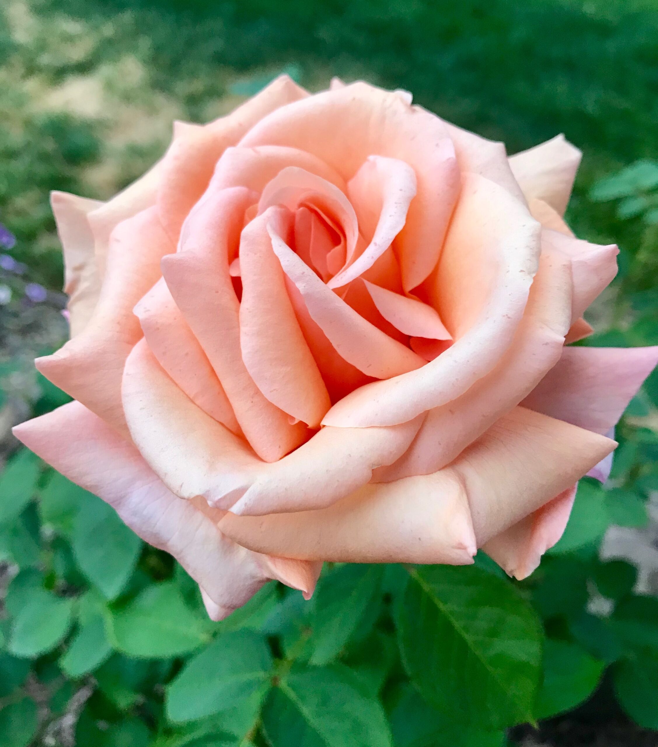 Blog -What's new at King's Flower Nursery in Santa Rosa