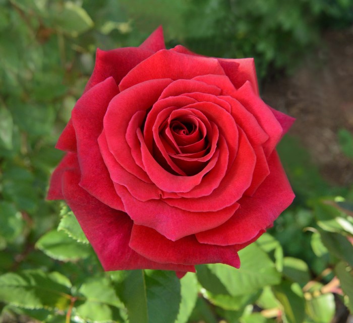 Blog -What's new at King's Flower Nursery in Santa Rosa