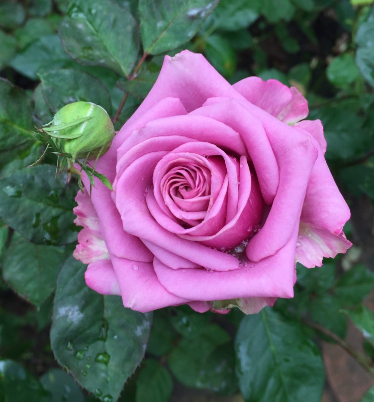 Blog -What's new at King's Flower Nursery in Santa Rosa