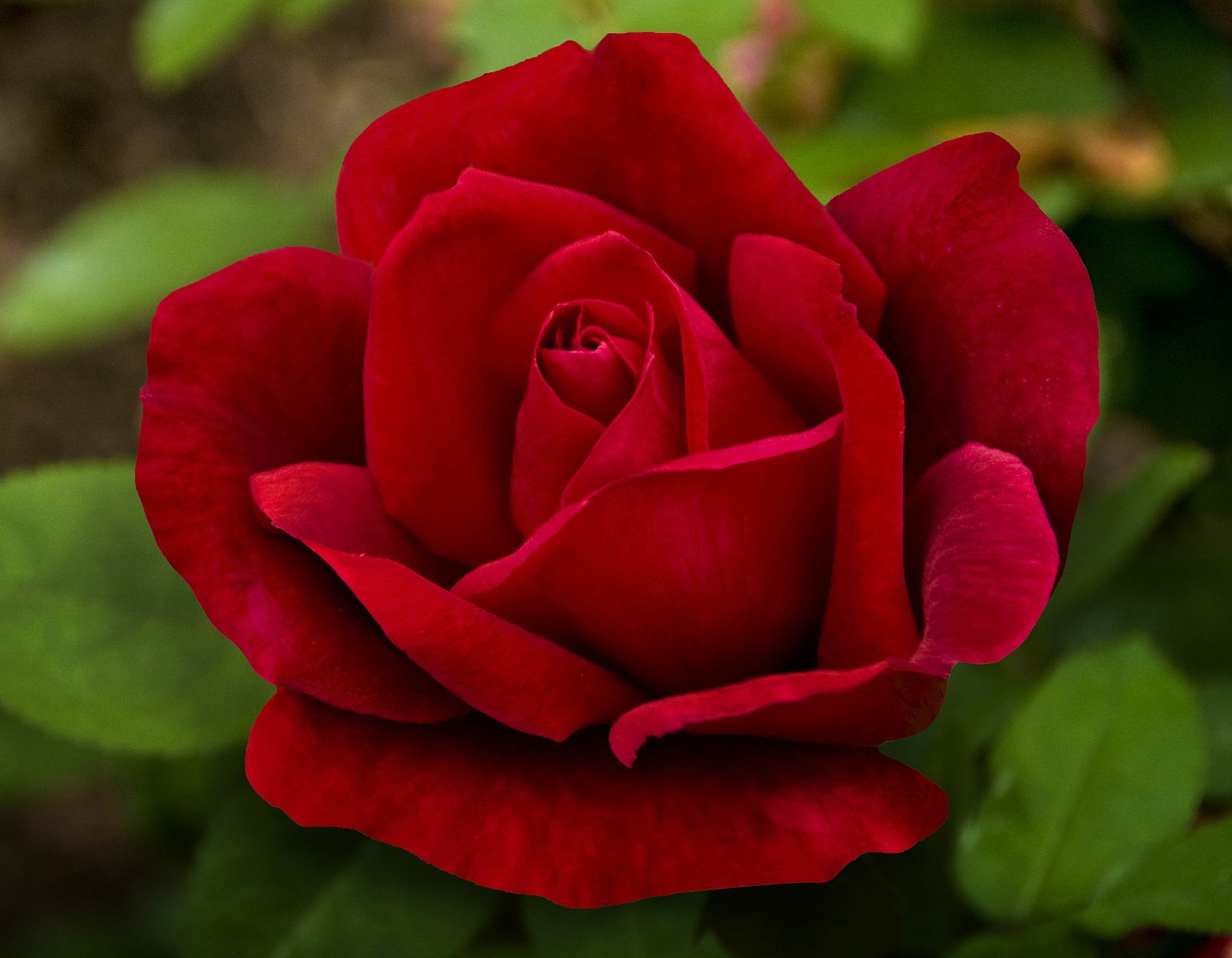 Blog -What's new at King's Flower Nursery in Santa Rosa